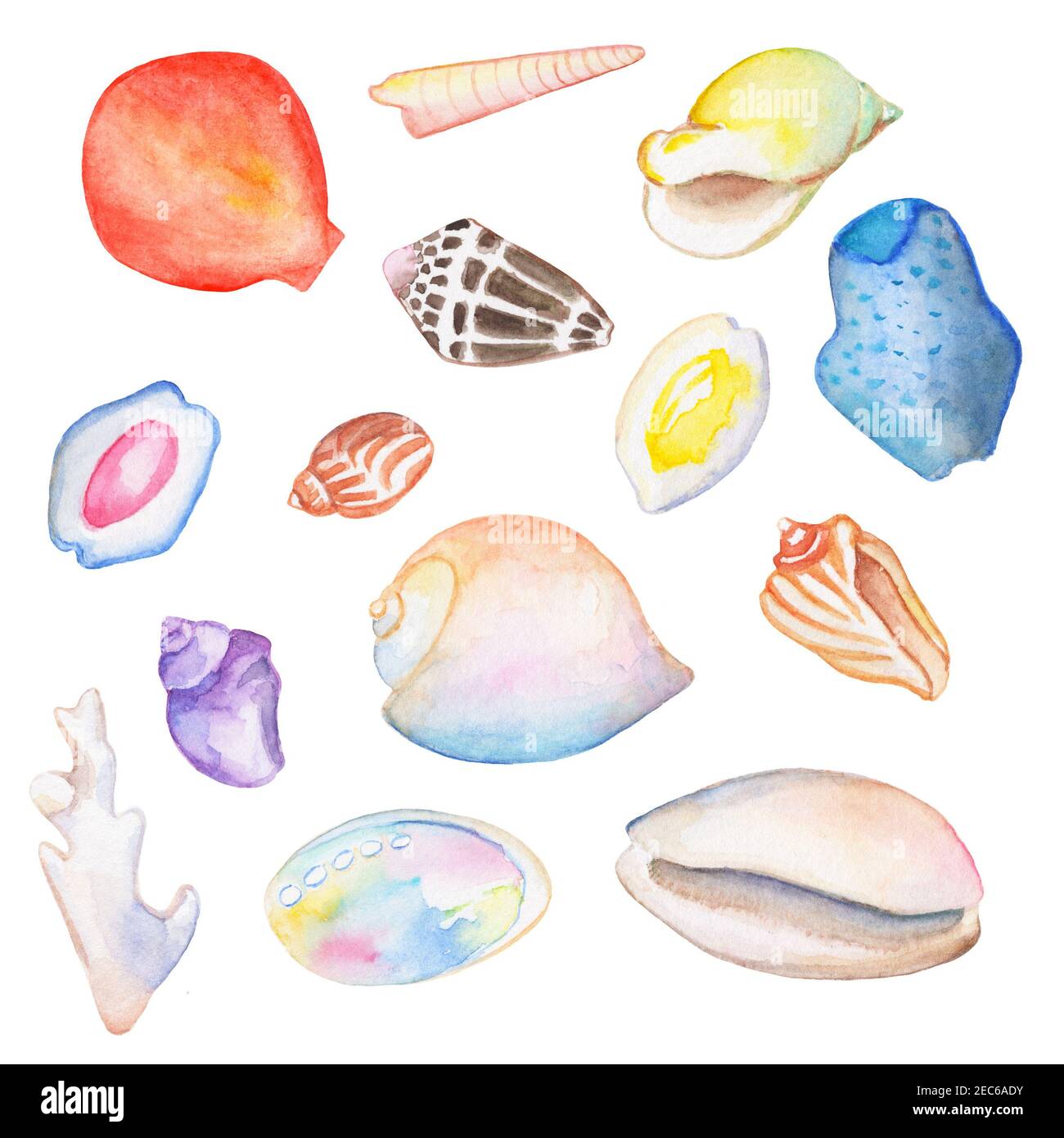 Watercolor seashells on white background hand-drawn illustration ...