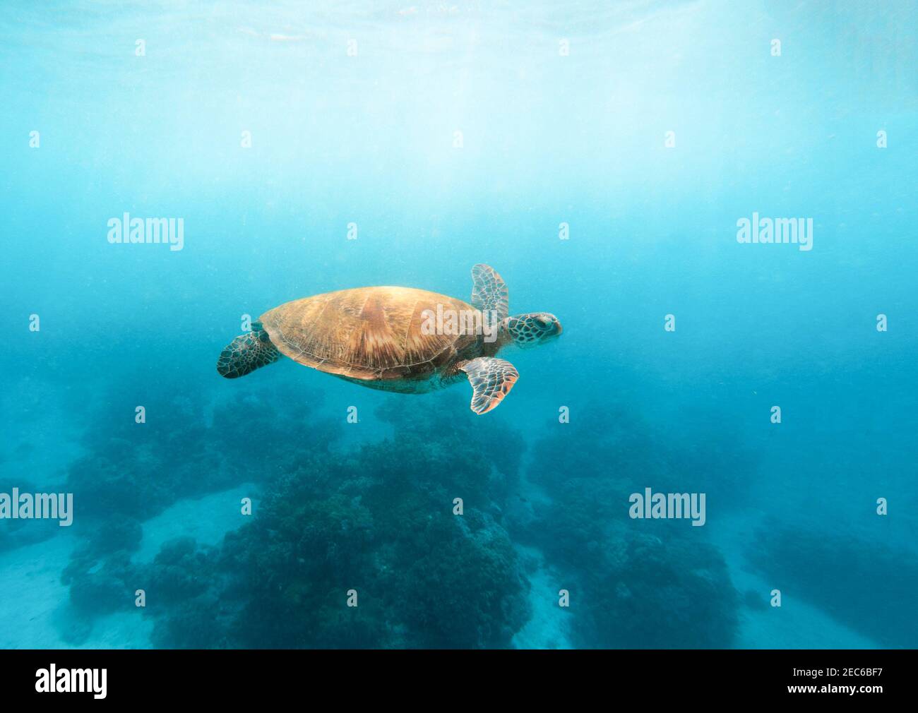 Sea turtle in turquoise blue water. Wild green turtle in tropical ...