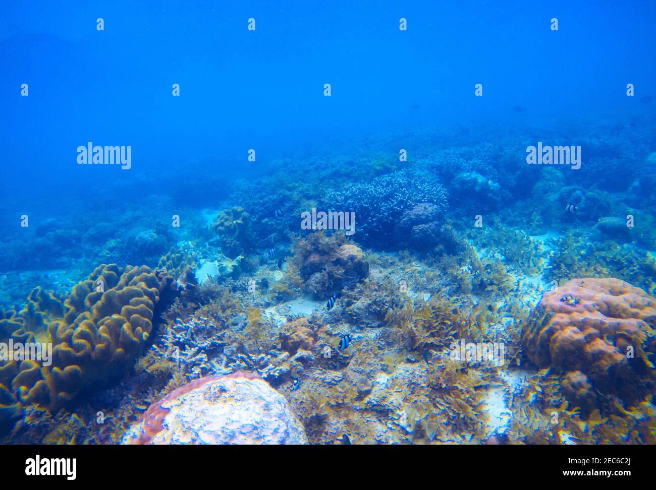 Underwater landscape with coral reef. Tropical seashore ecosystem ...