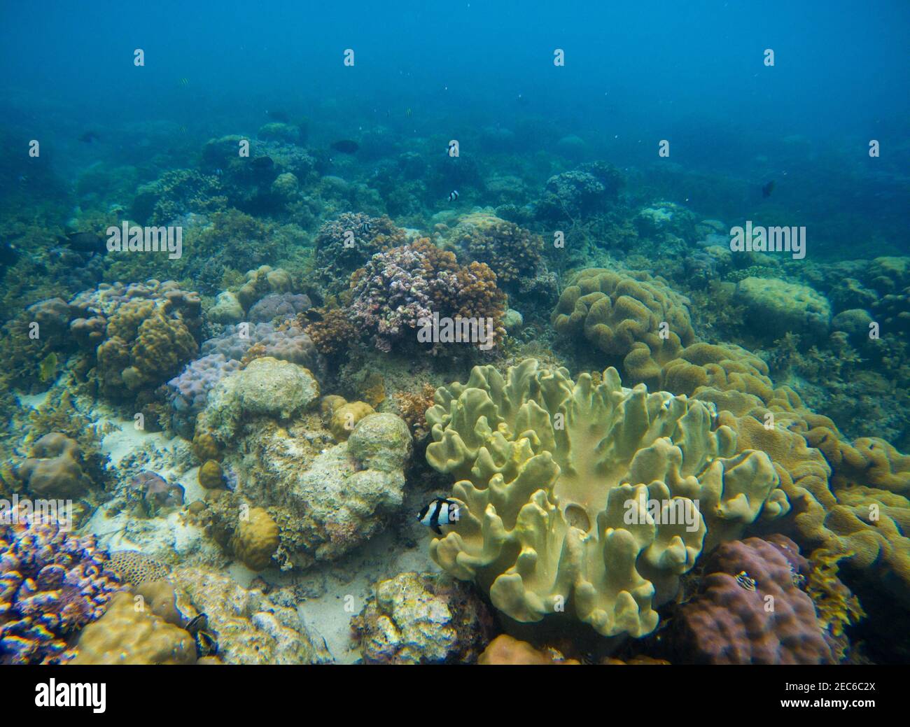 Colorful coral reef ecosystem on sea bottom. Exotic seashore landscape ...