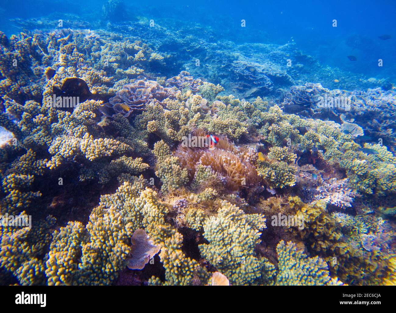Underwater landscape with tropical fish. Clownfish and Surgeonfish ...