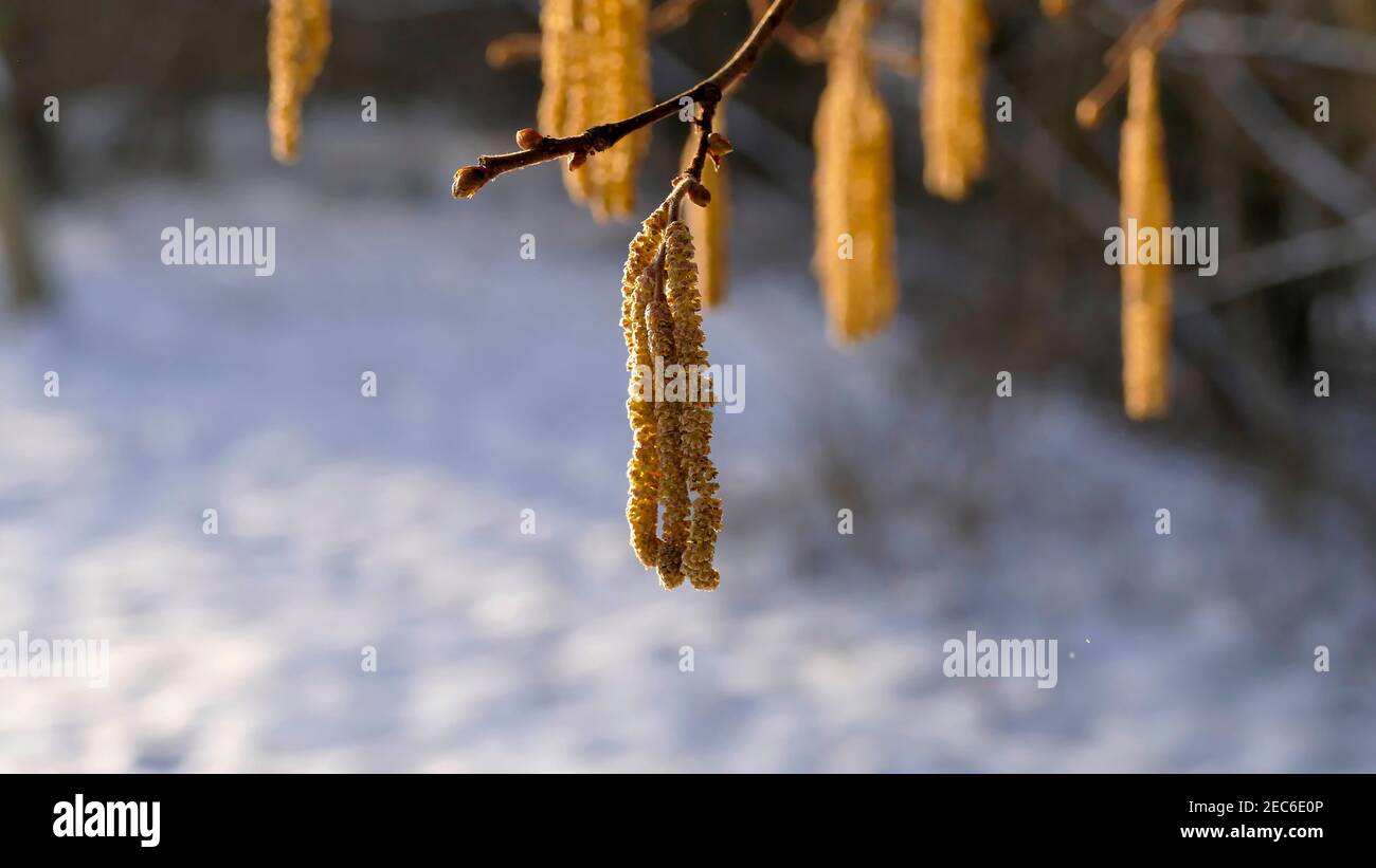 Hazelnut blossom in Germany in wintertime Stock Photo - Alamy