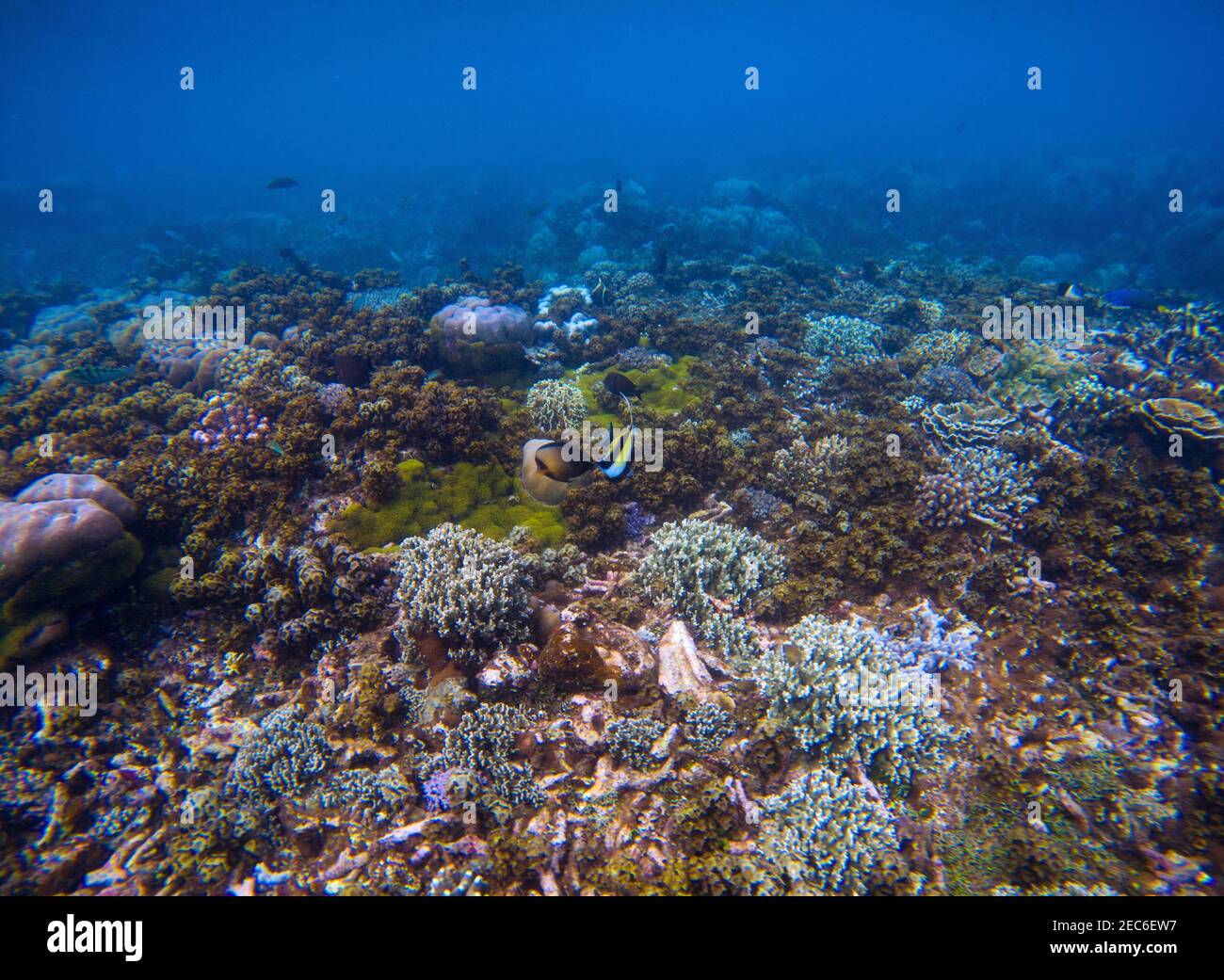 Underwater landscape of coral sea bottom. Tropical seashore underwater ...