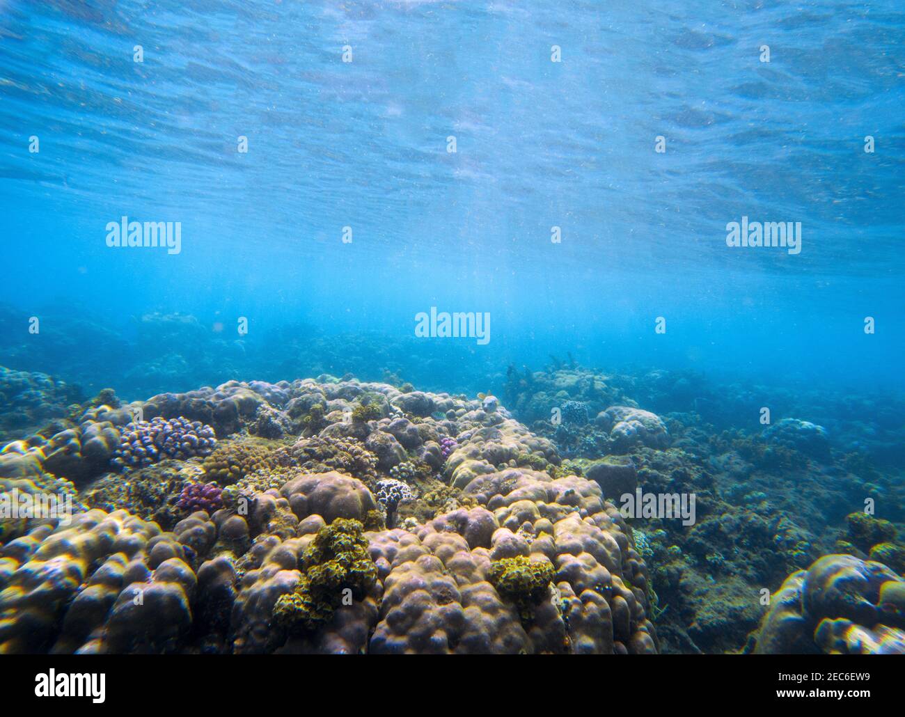 Underwater landscape with coral reef. Tropical seashore perspective ...
