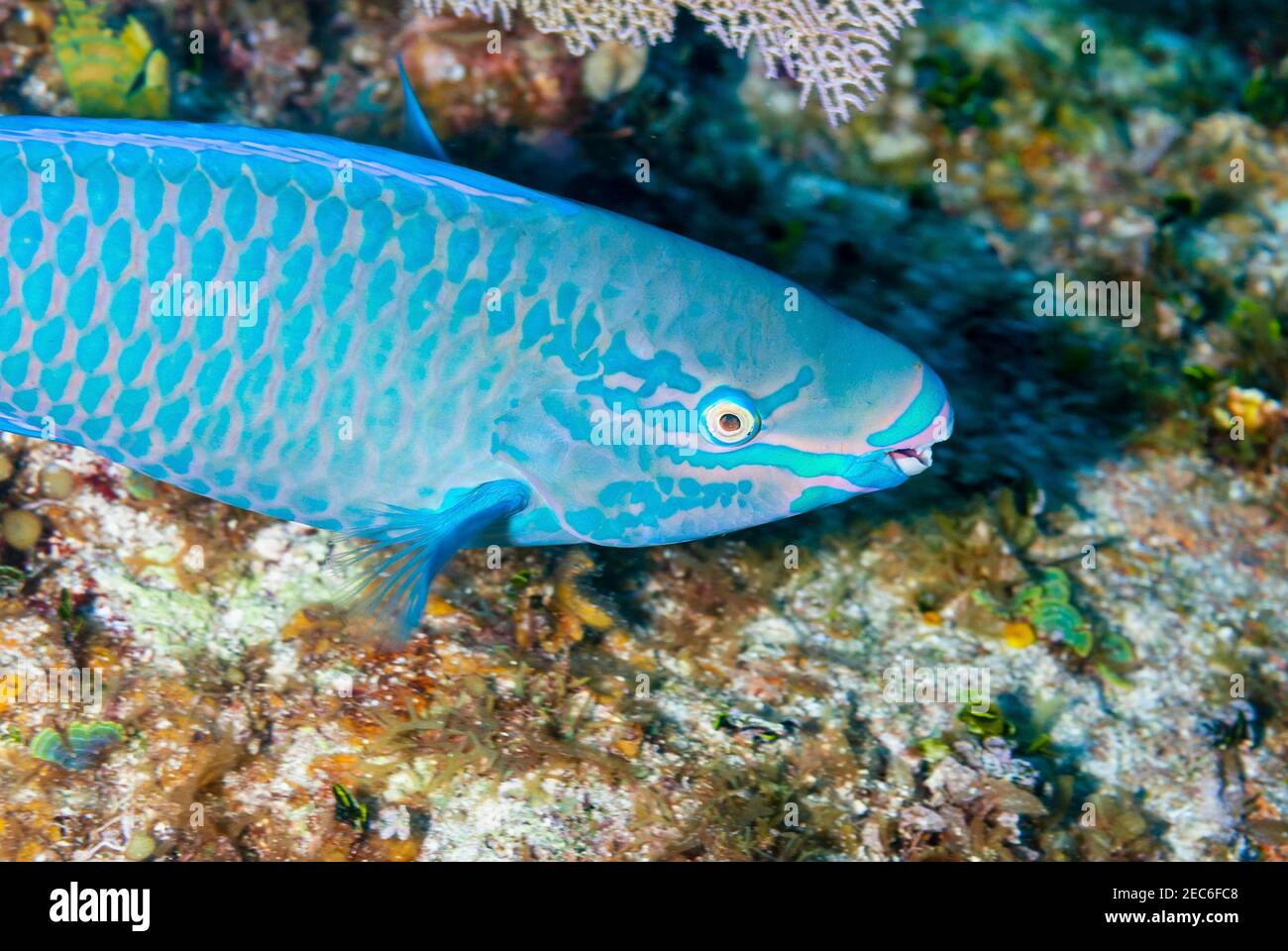 A Striped Parrotfish swimming across the reef in the Cayman Islands ...