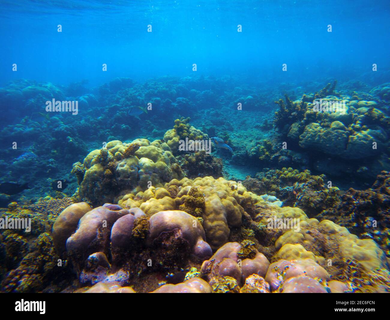 Underwater landscape with corals and sunlight. Tropical seashore ...