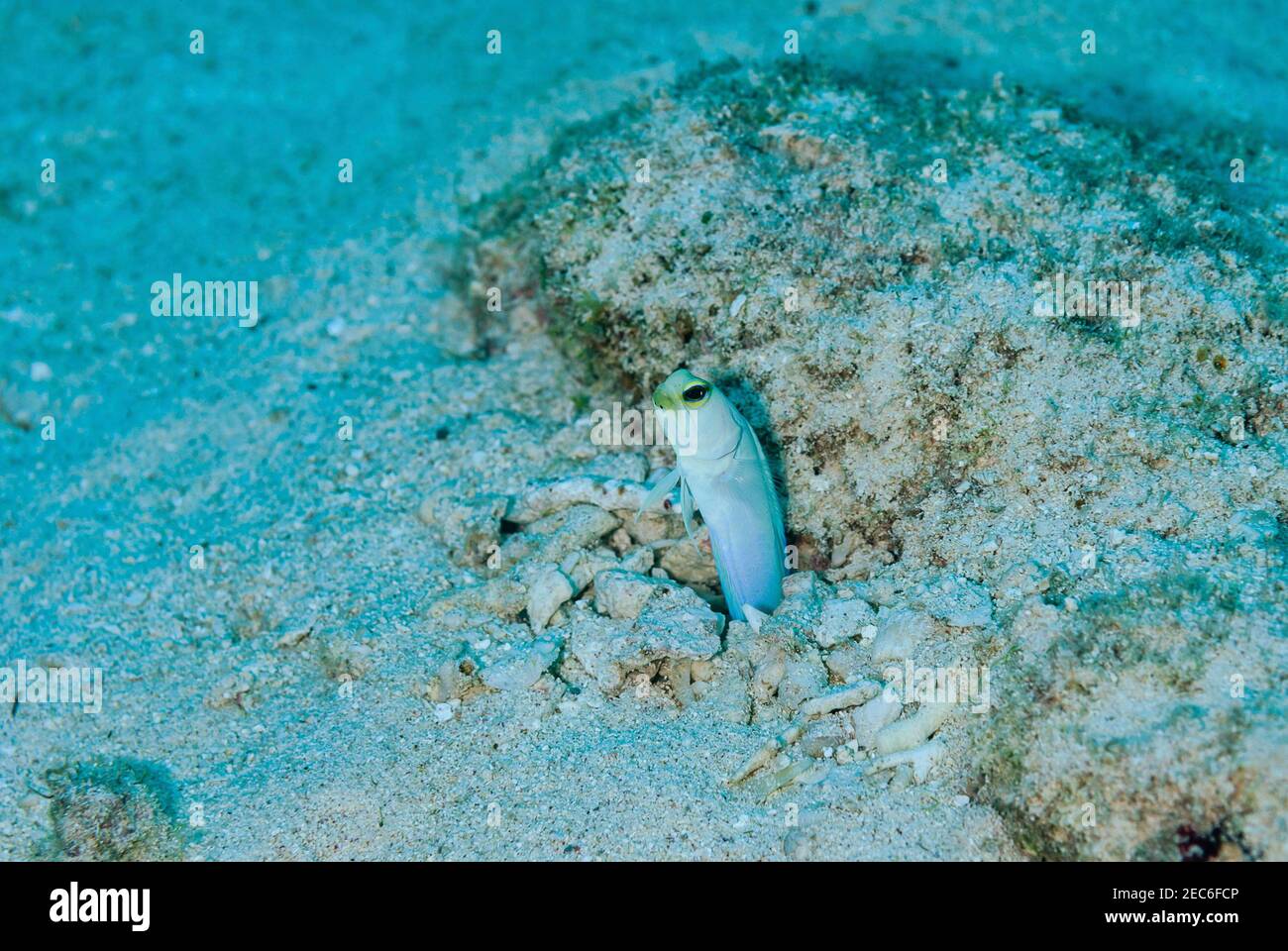 Yellowhead Jawfish hovering over it's coral burrow in the Cayman ...