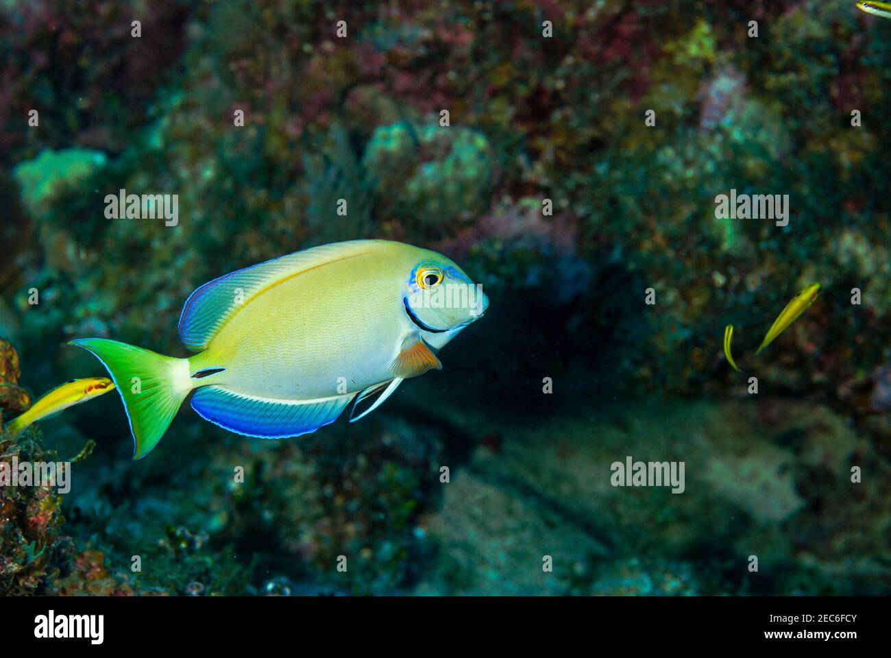 Ocean Surgeonfish swimming over a coral reef in the cCayman Islands ...