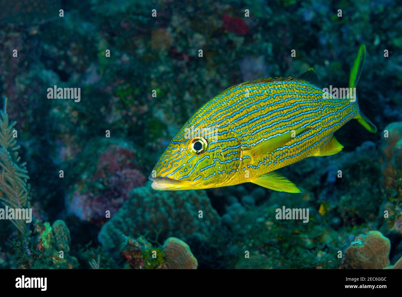 Blue Striped Grunt swimming over the coral reef Stock Photo - Alamy