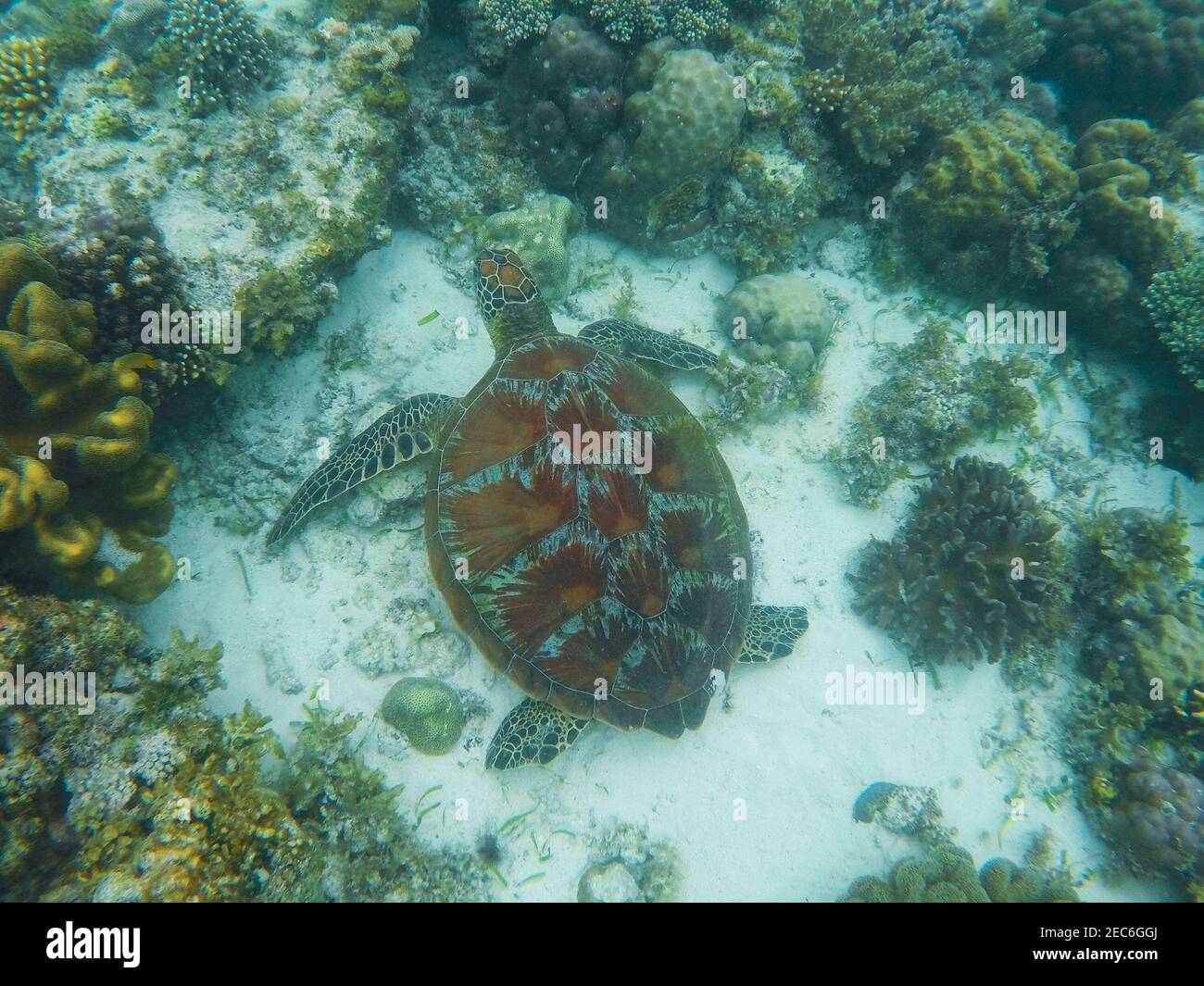 Sea turtle swims near corals on seabottom. White coral sand and coral ...