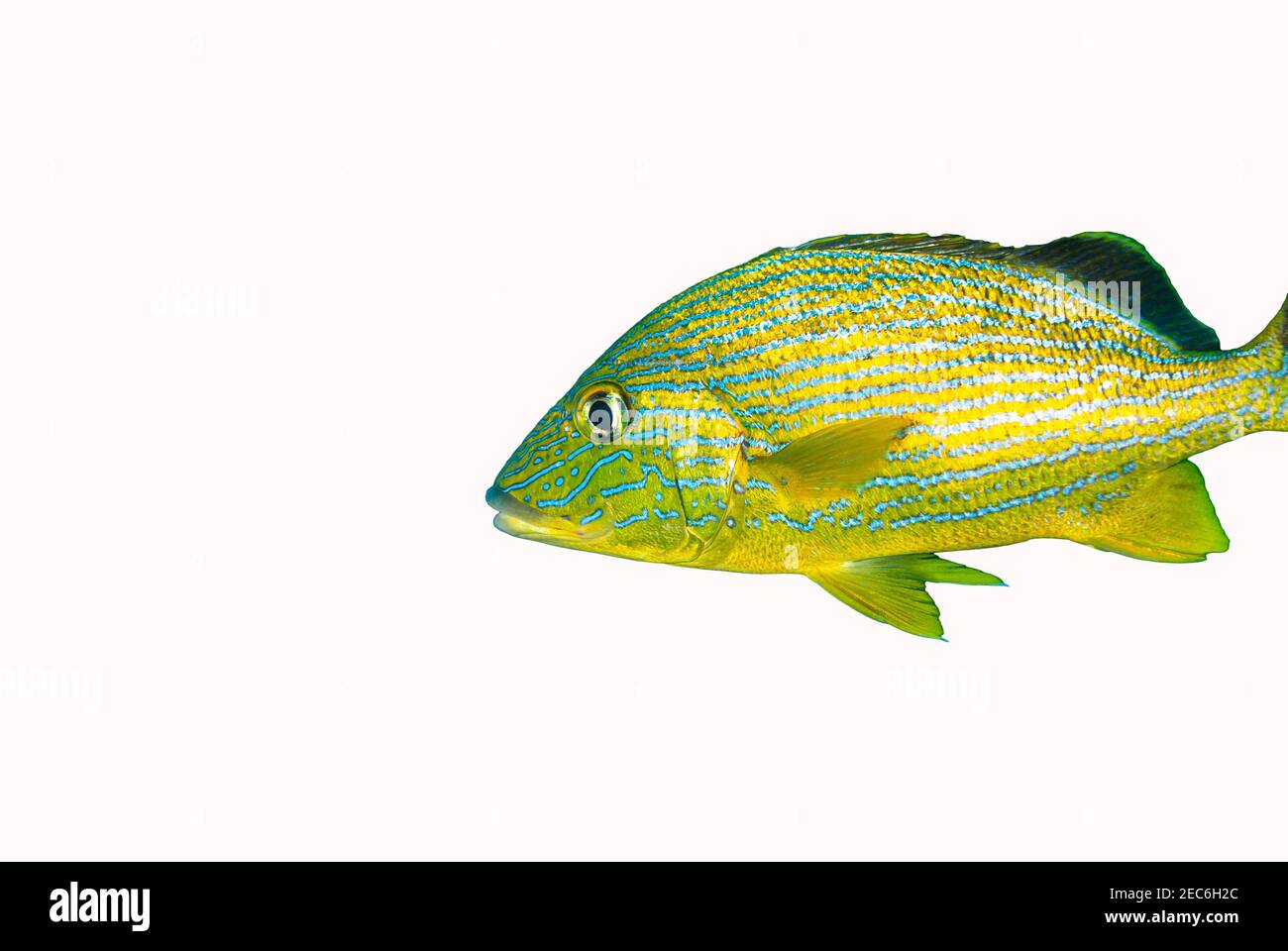 Coral blue reef isolated Cut Out Stock Images & Pictures - Alamy