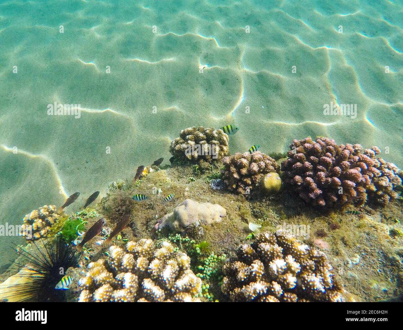 Coral reef formation on the sea bottom. Young coral formation on sand ...
