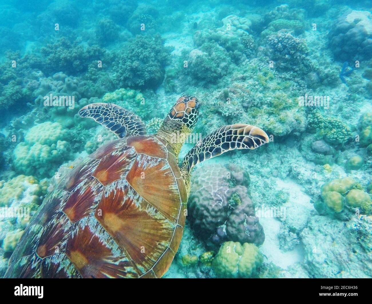 Sea turtle swims above corals on seabottom. White coral sand and coral ...