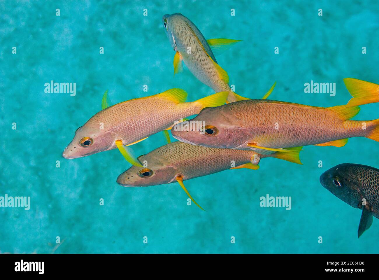 Top view of a group of Schoolmaster fish Stock Photo - Alamy