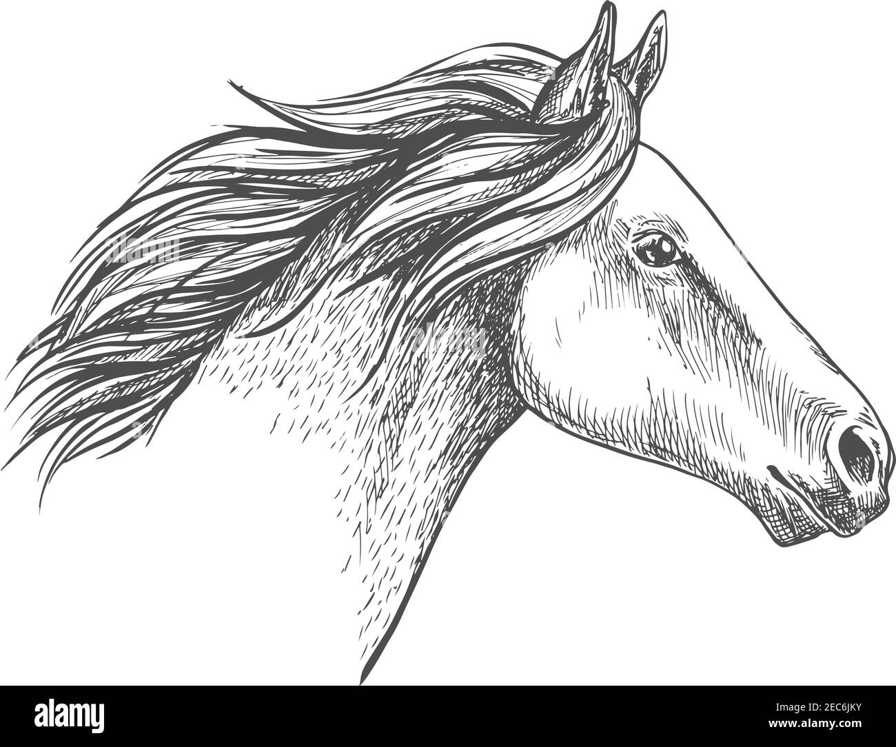 White horse pencil sketch portrait. Running mustang with waving mane on ...