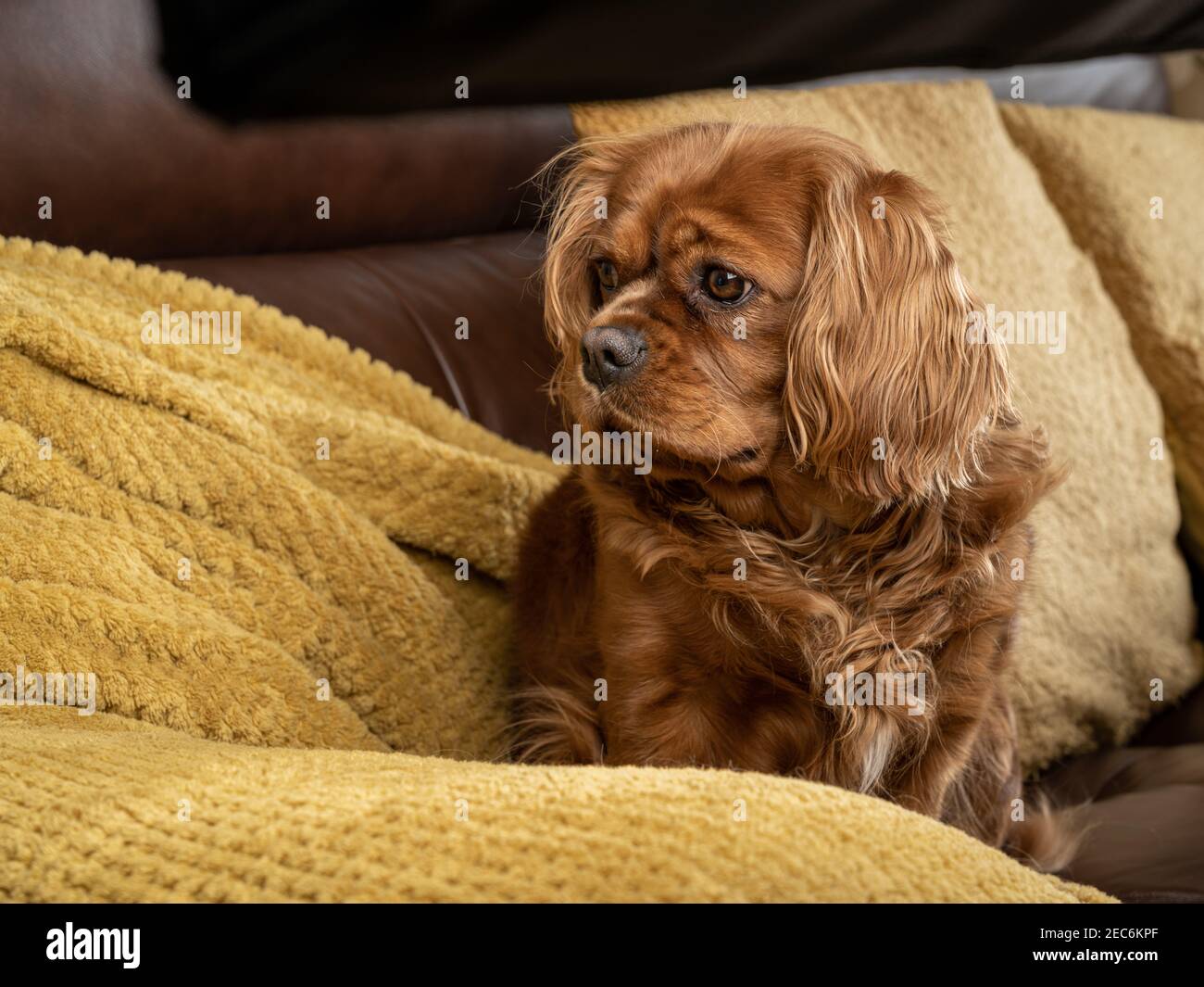 A single Blenheim Cavalier King Charles Spaniel in a indoor home ...