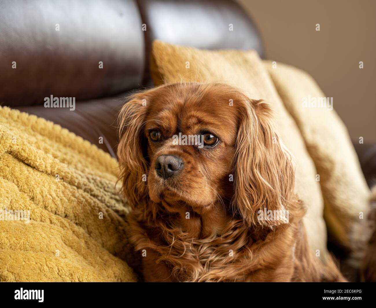 A single Blenheim Cavalier King Charles Spaniel in a indoor home ...