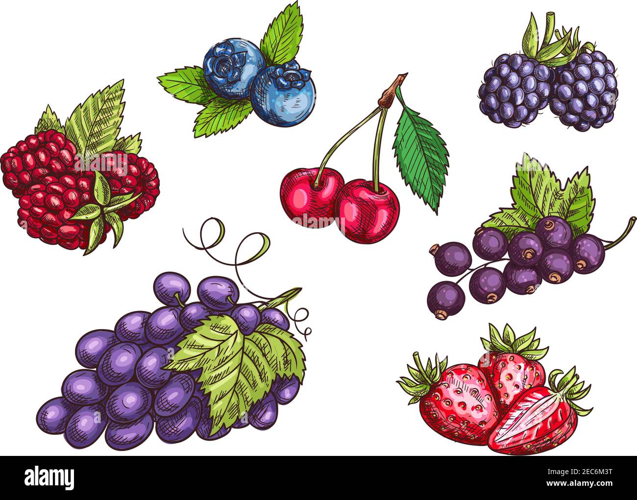 Berries set. Hand drawn color pencil sketch. Vector Strawberry ...