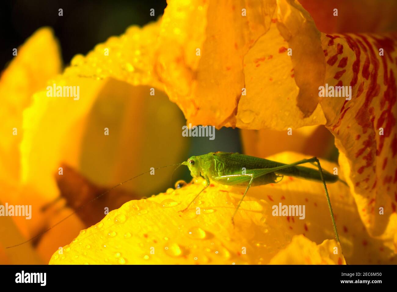 Lily hopper hi-res stock photography and images - Alamy