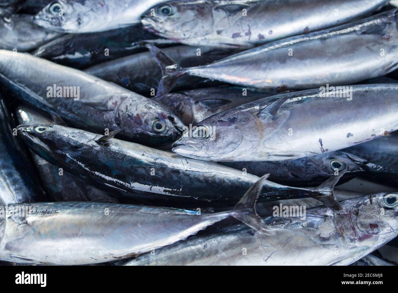 Bunch of fishes. Sea fishes pile on seafood market. Fresh sea fish for ...