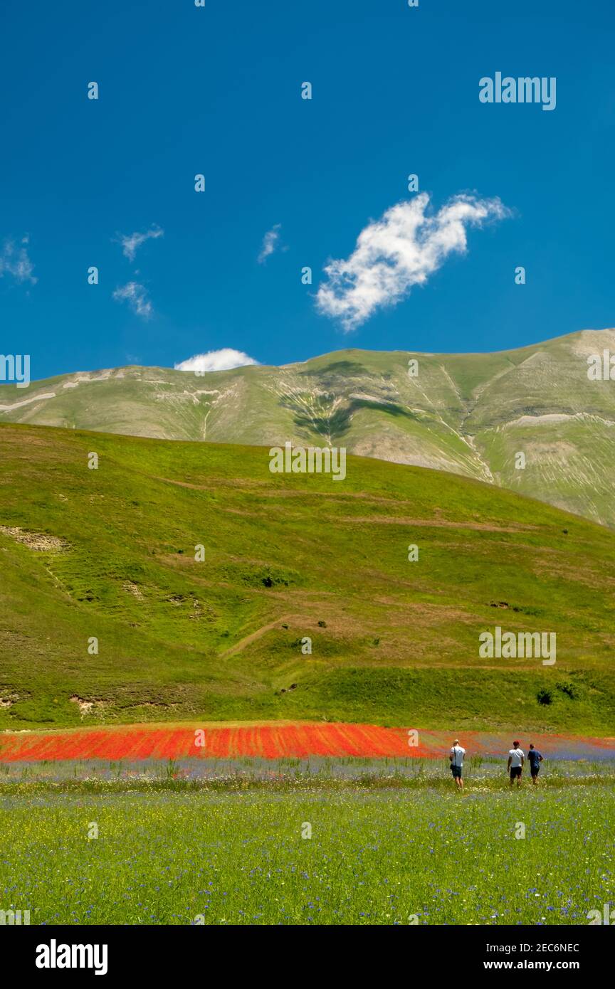 The colors of the fields of lenil full of flowers at Castelluccio di ...