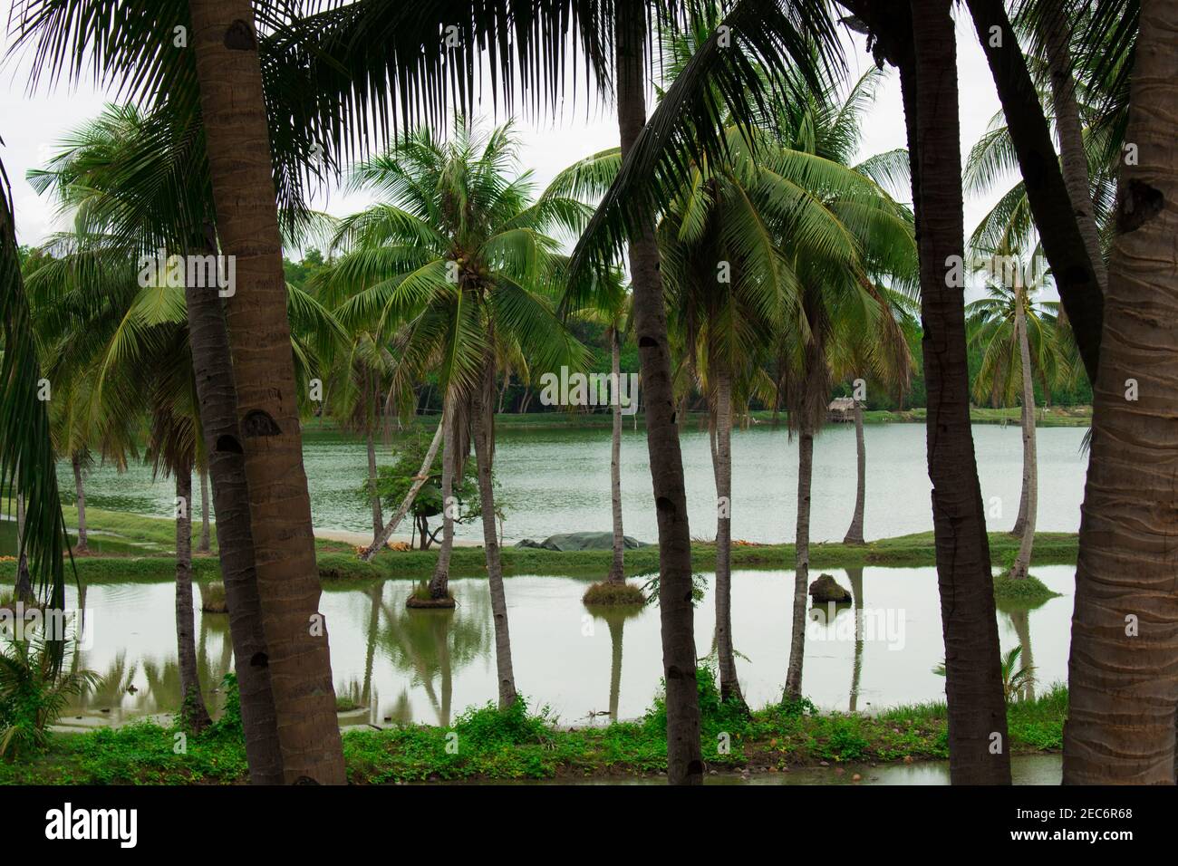 Rice paddle view through green palm trees. Tropic landscape with fresh ...
