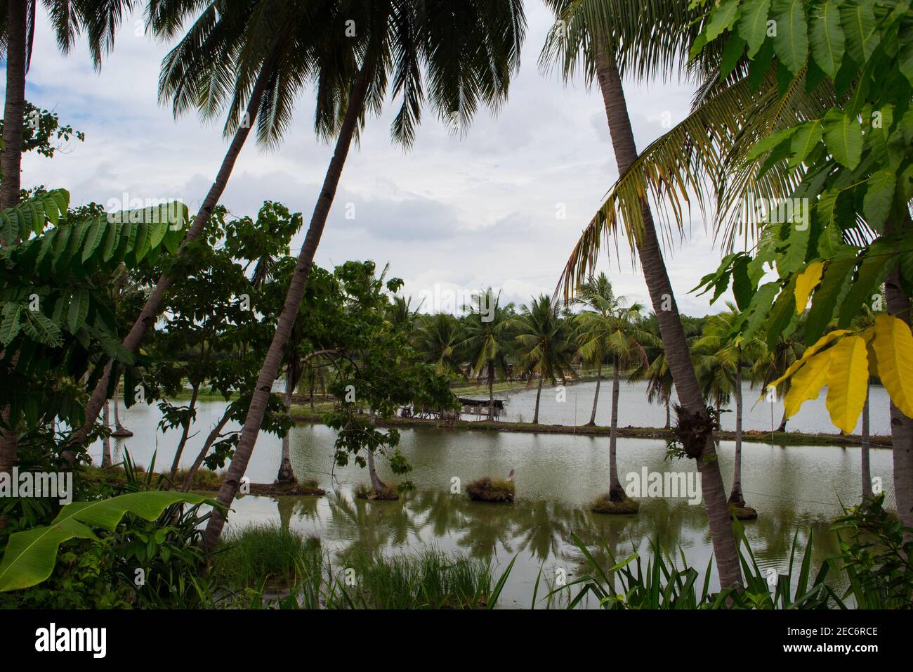 Rice paddles view through green palm trees. Tropic landscape with fresh ...