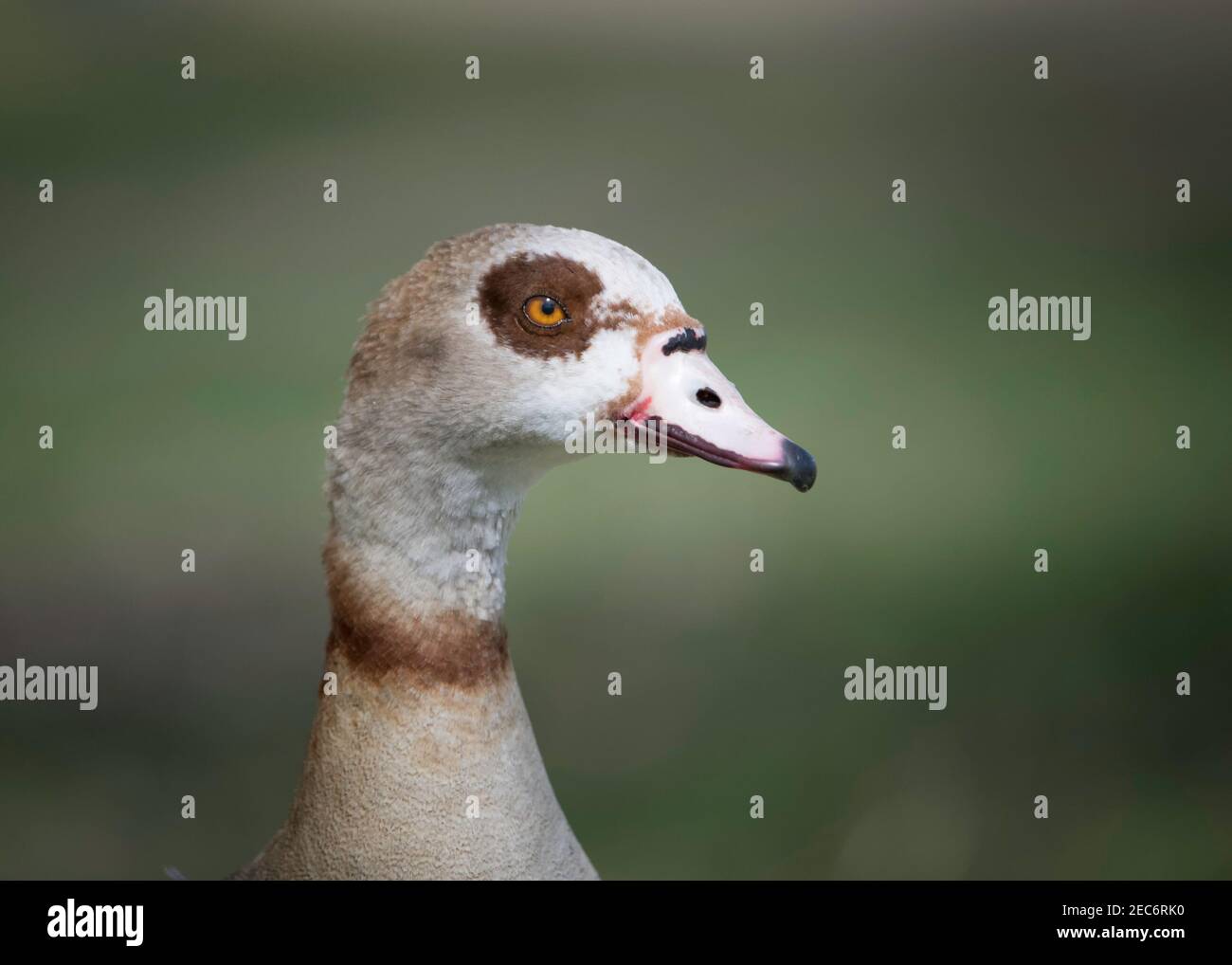 Egyptian goose (Alopochen aegyptiaca) at the Sepulveda Basin Wildlife ...