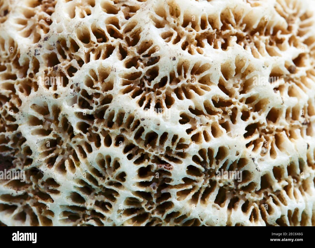 Dead coral texture macro photo. Seashore animal old coral structure ...