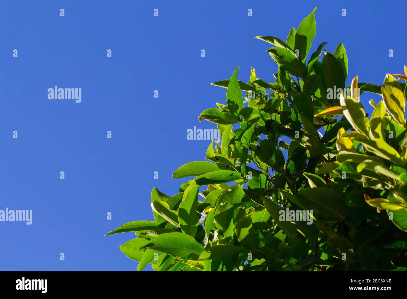 Tropical tree branch with leaves on blue sky background. Natural photo ...