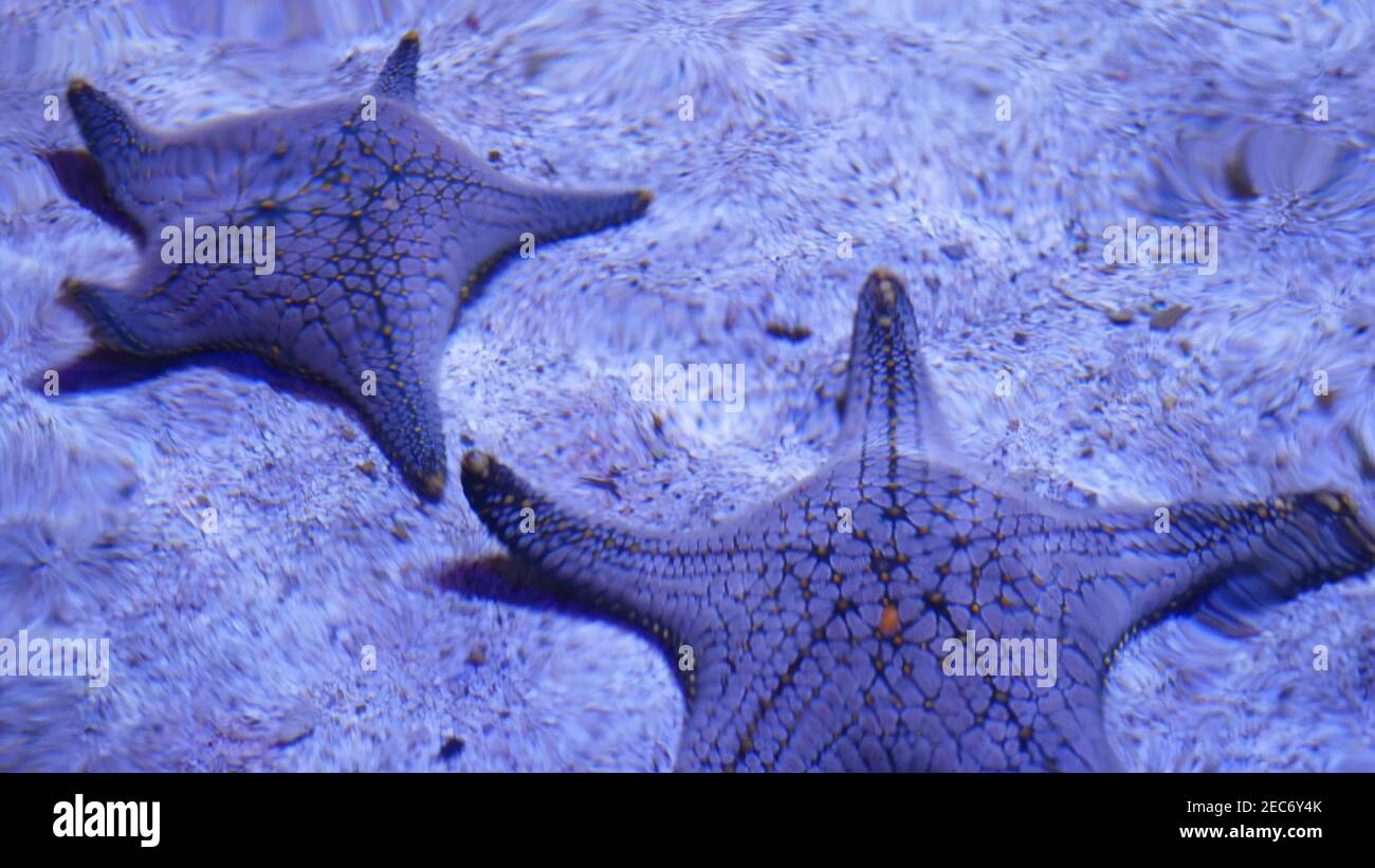Ocean tropical exotic Starfish on aquarium bottom. Closeup two amazing ...