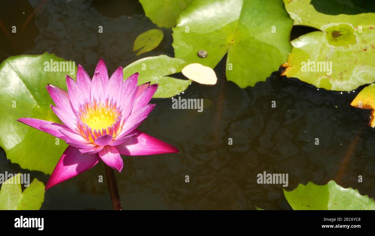 Floating water lilies in pond. From above of green leaves with pink ...