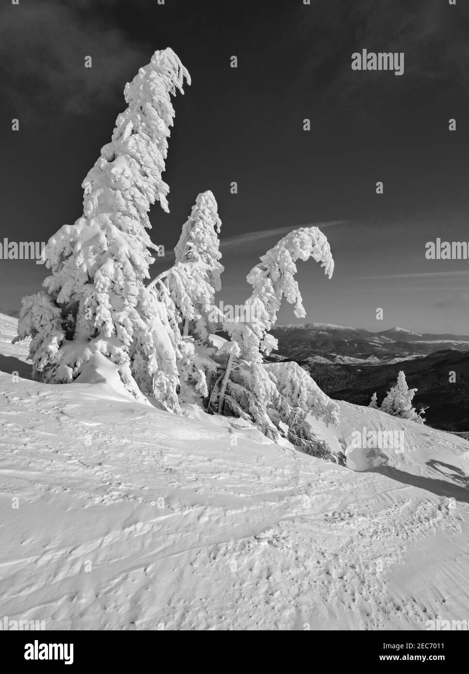 Beautiful scenery snowy tree tops Black and White Stock Photos & Images ...