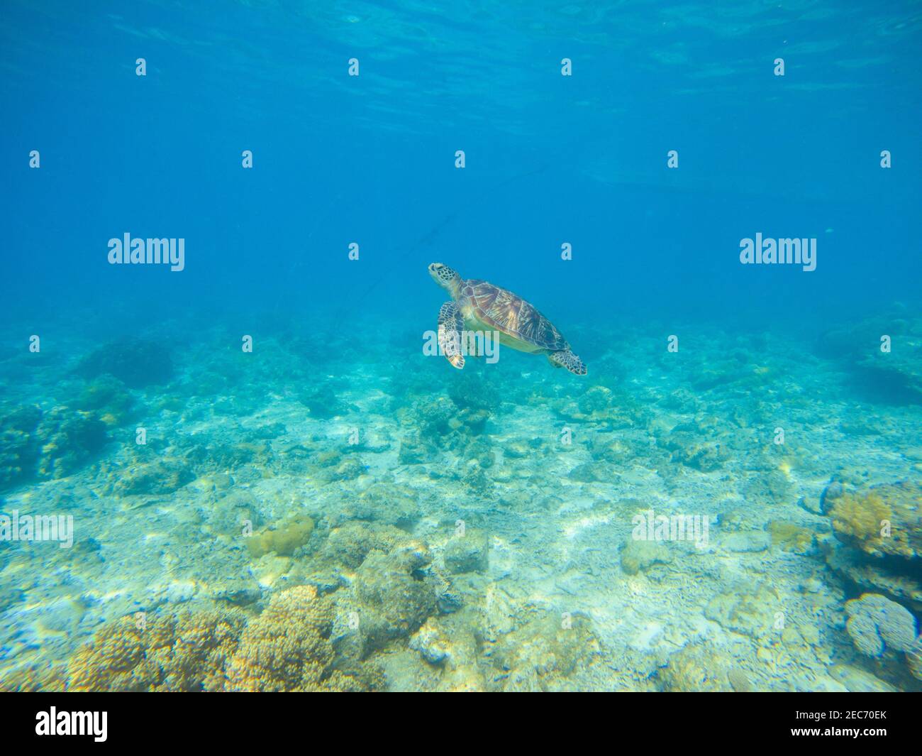 Sea turtle by sea bottom. Wild turtle swims underwater in blue tropical ...