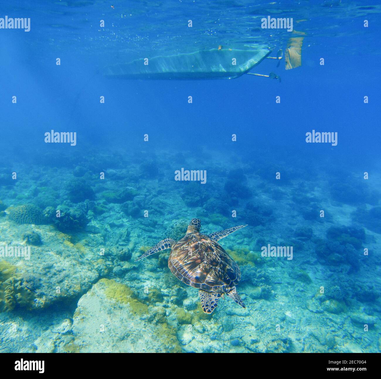 Sea turtle under boat. Wild turtle swims underwater in blue tropical ...