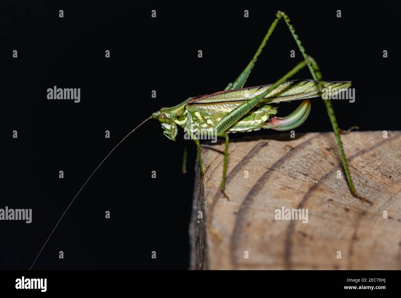 Katydid on post Stock Photo - Alamy