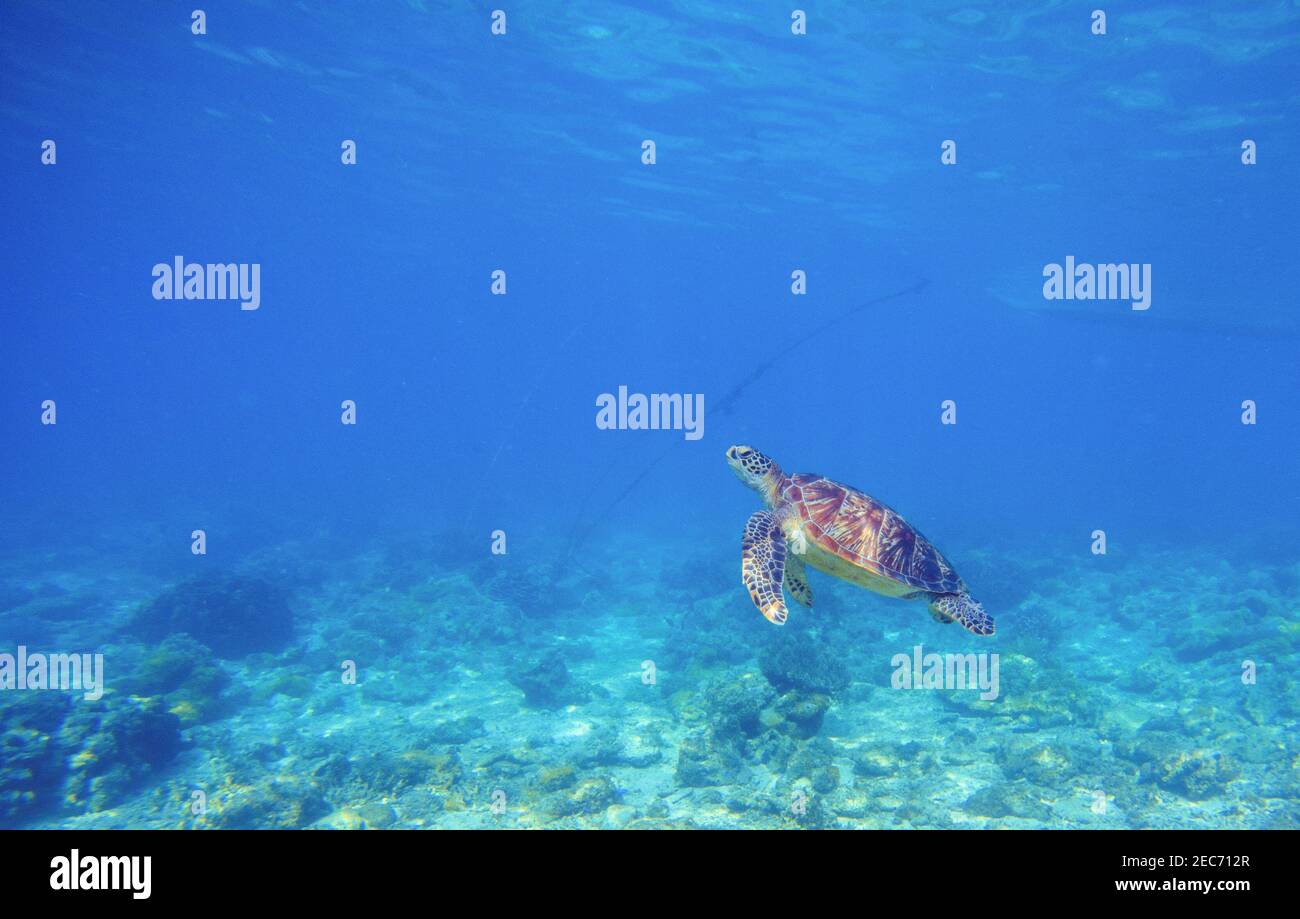 Sea turtle in shallow water. Wild turtle swims underwater in blue ...