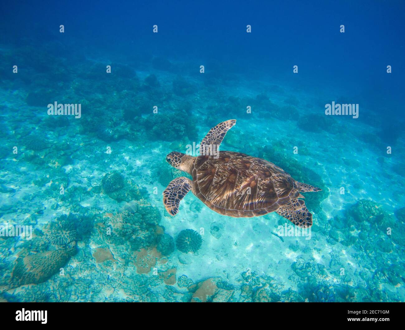 Sea animals and plants. Oceanic environment underwater photo. Sea ...
