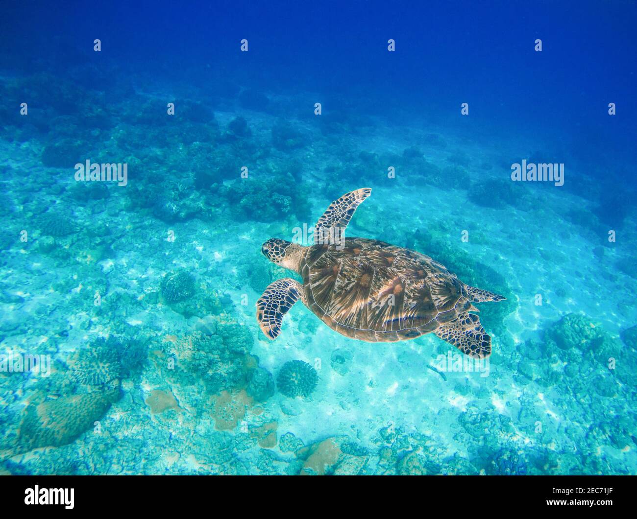 Sea animal and plants. Oceanic environment underwater photo. Sea bottom ...