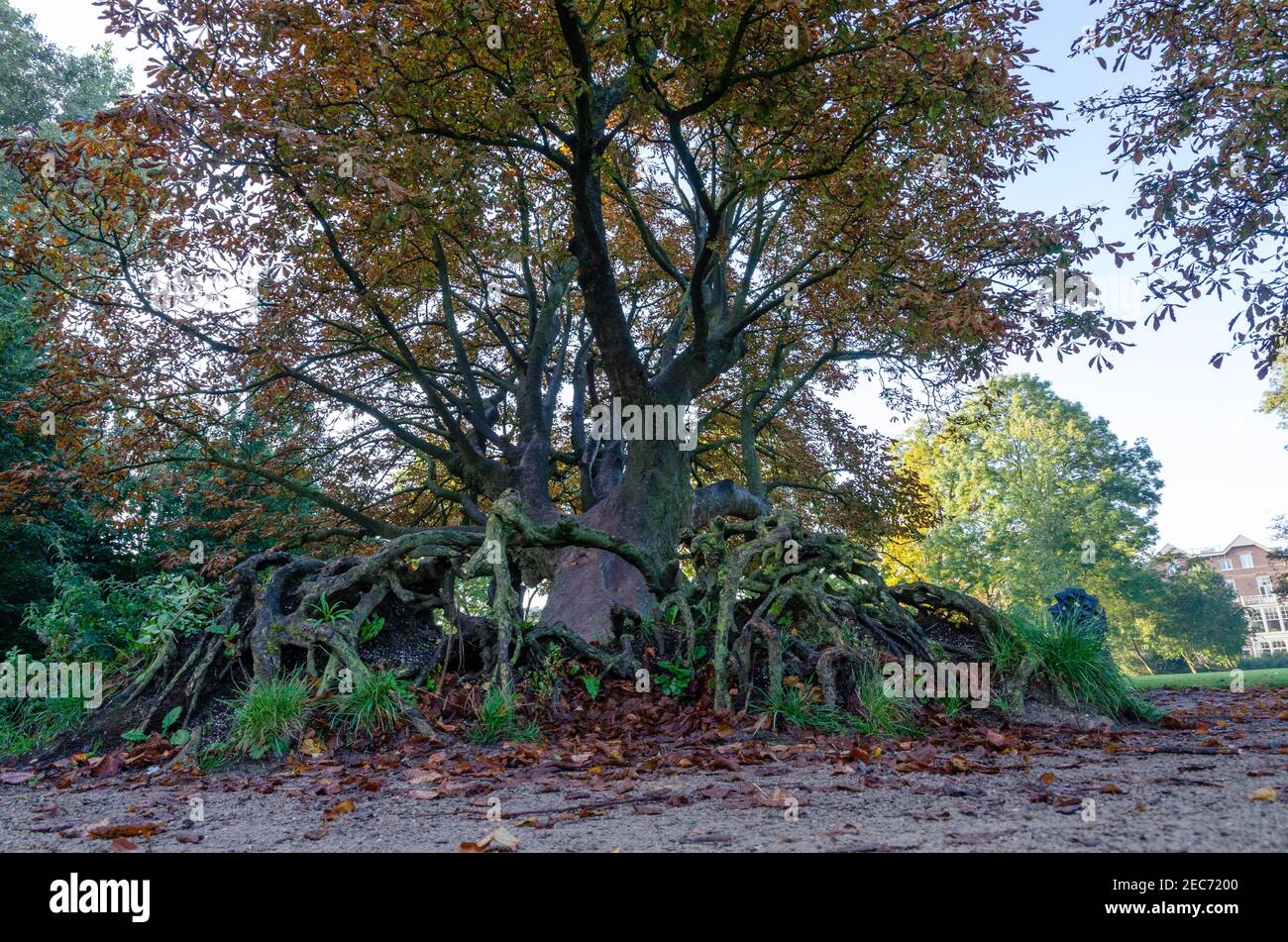 The Vondelpark is a public urban park in Amsterdam, Netherlands ...