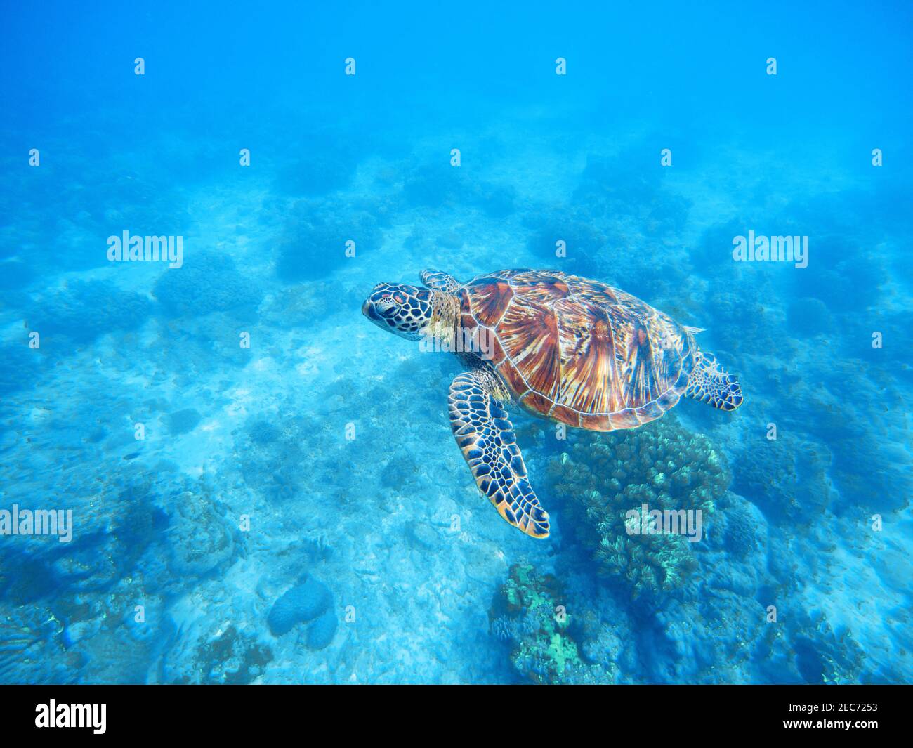 Sea turtle in shallow water. Sea bottom with sand and plants. Tropical ...