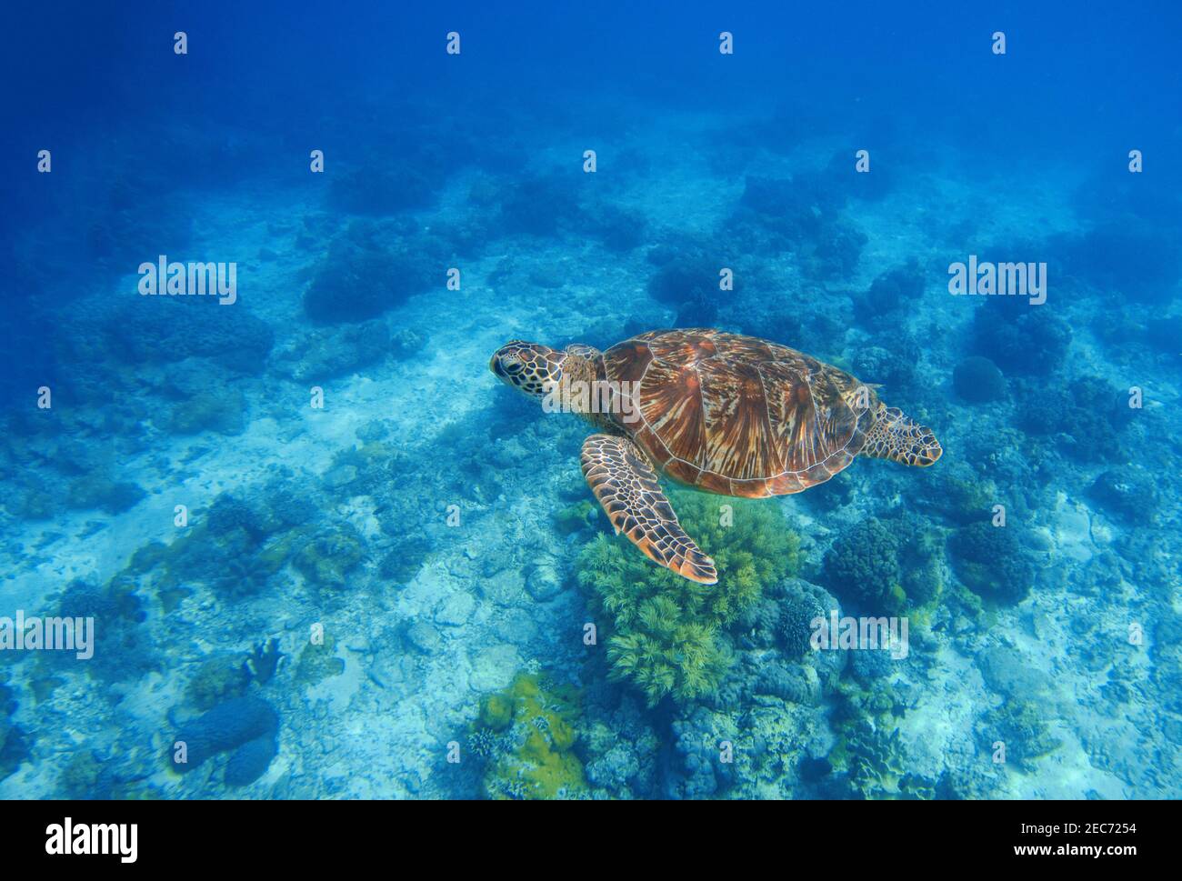 Sea turtle in water. Exotic island oceanic environment in sea lagoon ...