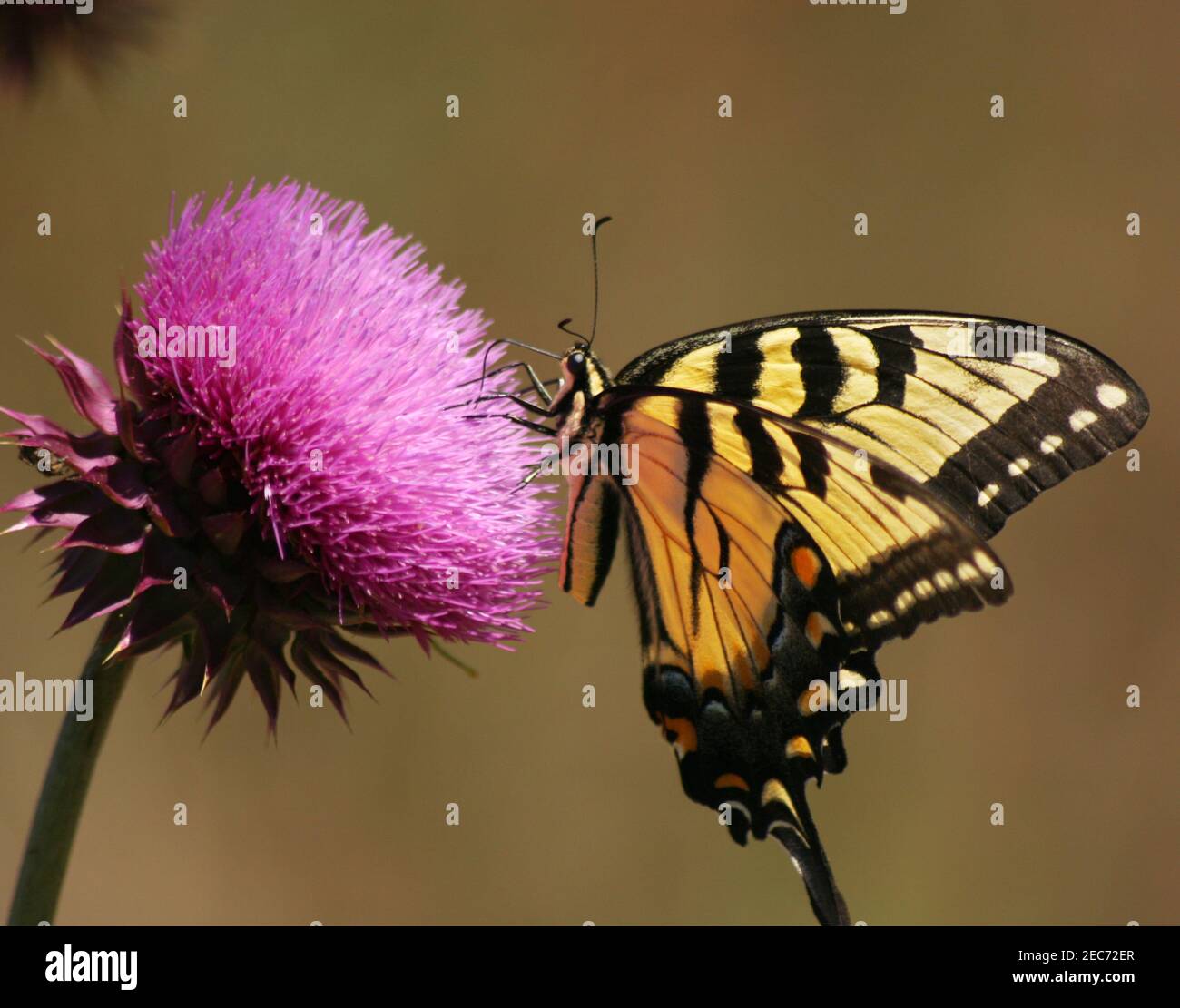 Monarch butterfly thistle hi-res stock photography and images - Alamy