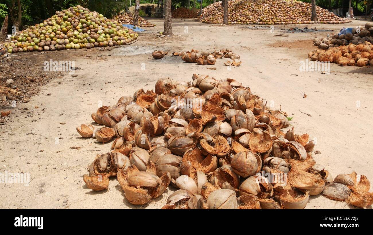 Coconut farm with big coconut ready for production. Large piles of ripe ...