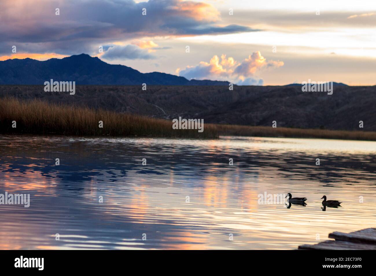 Desert duck hi-res stock photography and images - Alamy