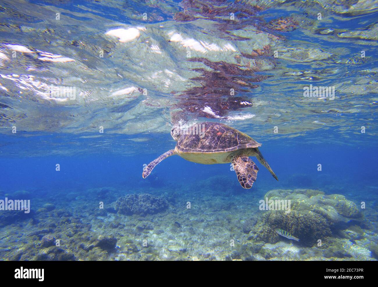 Green turtle taking breath from water surface. Snorkeling with marine ...
