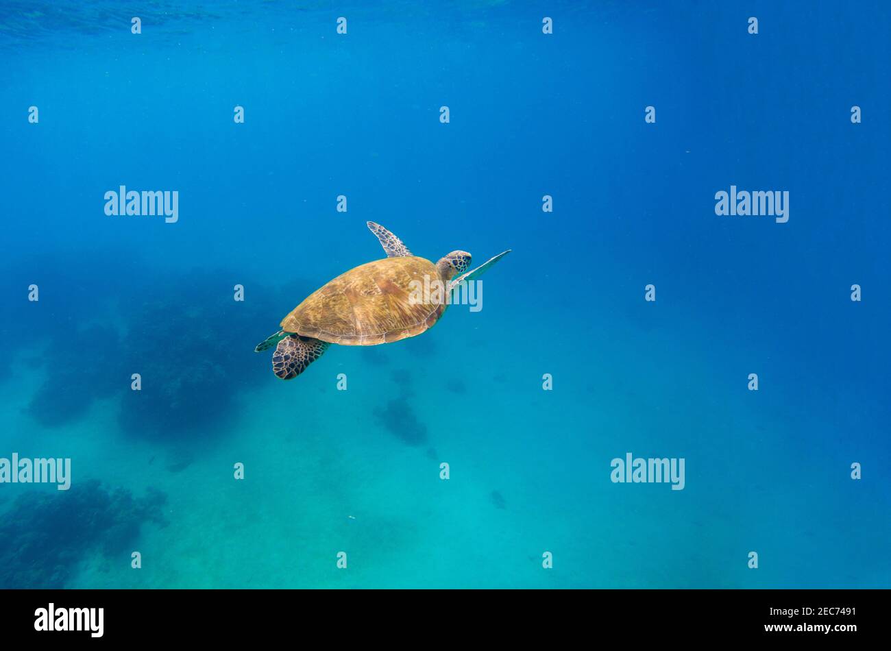 Green turtle dives in blue sea water. Sea landscape with tortoise. Wild ...