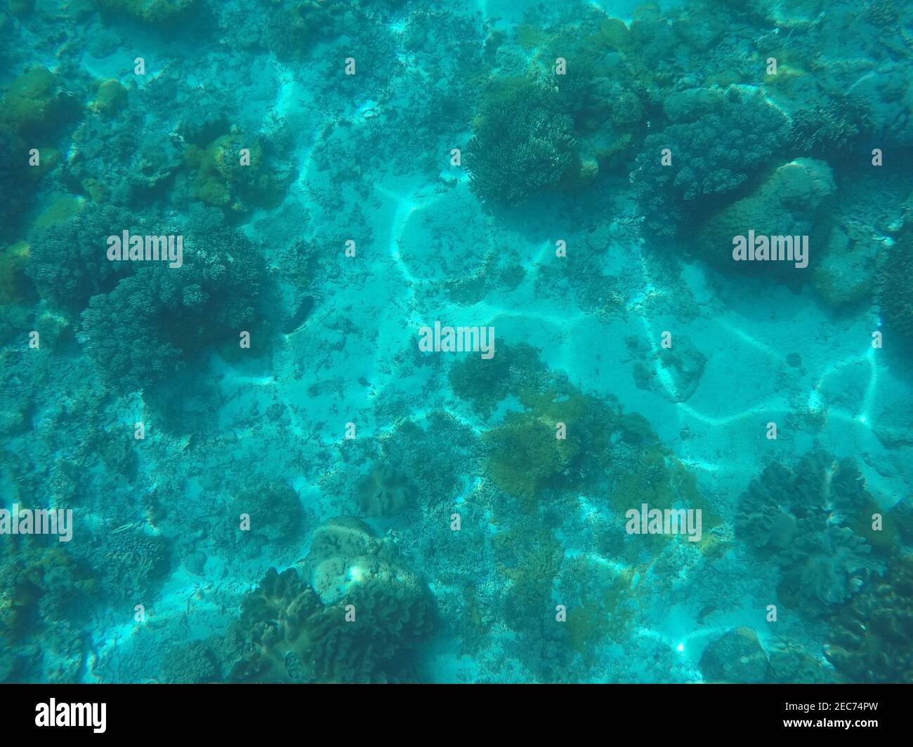 Sea animals and plants. Blue oceanic landscape underwater photo ...