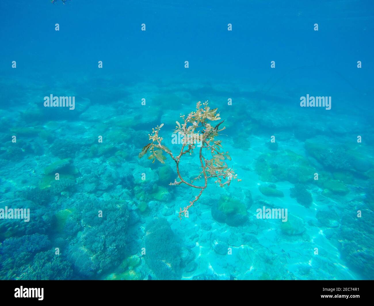 Sea water and plant. Oceanic environment underwater photo. Shallow ...