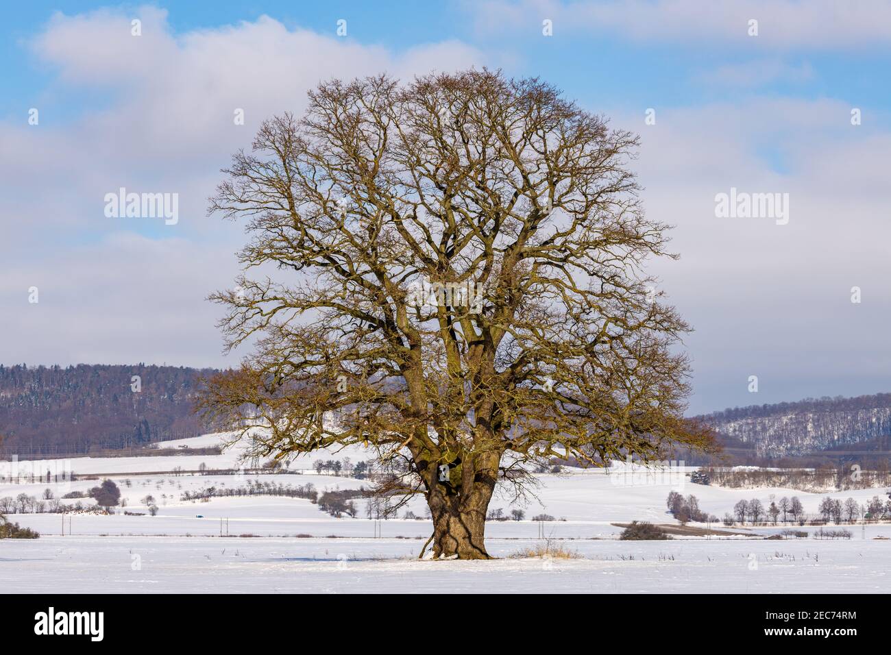 Winter valley oak tree hi-res stock photography and images - Alamy